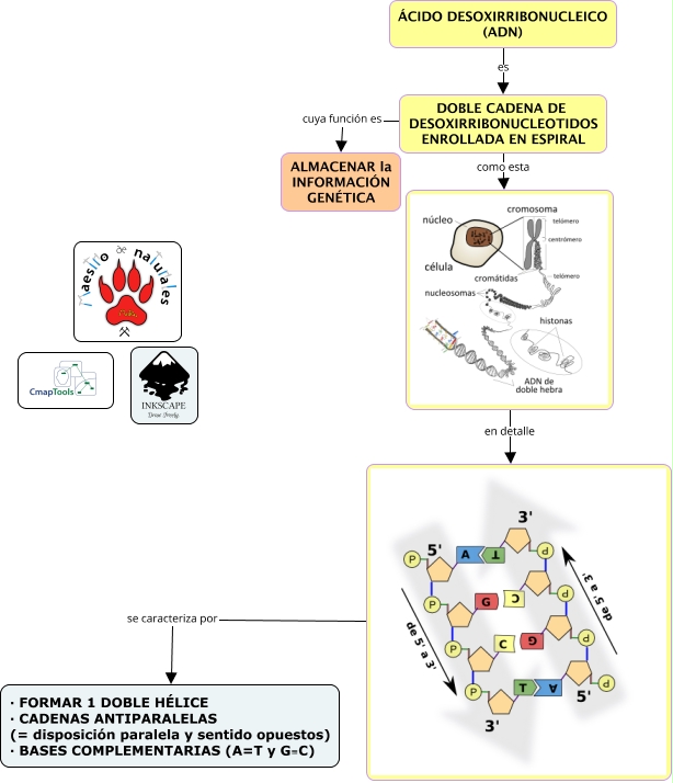 Tema 14.1 ADN portador información genética